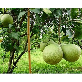 Buy Earth Angels Live Chakotra Pomelo Healthy Fruit Plant With Pot ...