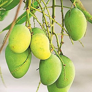 Buy Dwarf Alphonso Mango Plant King Of Mango Grafted Plant In Polypack ...