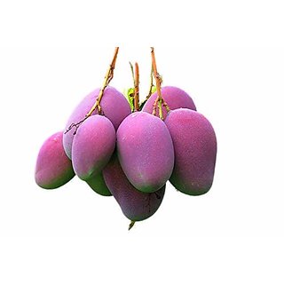 Buy Fruit Live Plant - Dwarf Rare Delicious Mexican Mango Purple Tree 1 ...