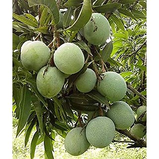 Buy Live Mango All Season/Aam Baramasi Fruit Healthy Plant Online ...