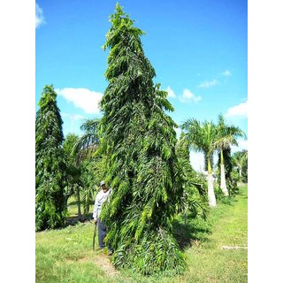 Buy Rare Polyalthia longifolia Ashok Tree Plant - Weeping Evergreen ...