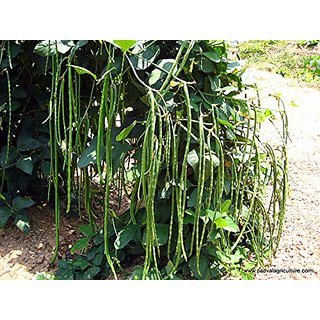 Buy Rare F1 Hybrid Green Cowpea Long Bean Barbati Vegetable Seeds (50 ...
