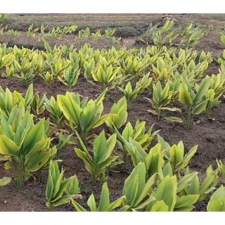 Buy SHOP 360 GARDEN Lakadong Turmeric Haldi Plant Rhizomes for Growing ...