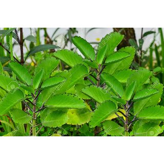 Buy Plantogallery Live Ranapala Plant / Kalanchoe pinnata ...