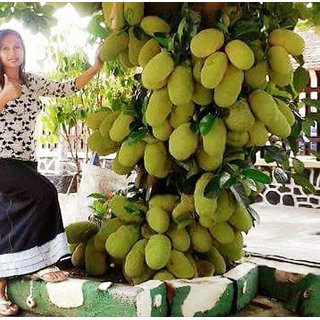 Buy INFINITE GREEN Live Gumless Rare Jack Fruit, Kathal, Jackfruit ...