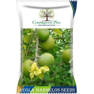 Buy Countgreen Plus Aegle marmelos (Bael Patra) Fruit Seeds Pack of 25 ...