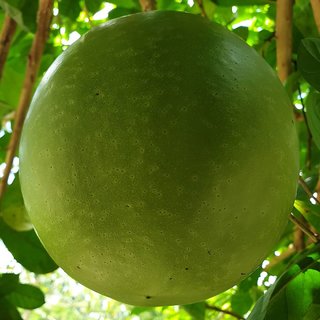 Buy Countgreen Plus Aegle marmelos (Bael Patra) Fruit Seeds Pack of 50 ...