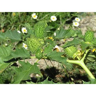 Buy Plant House Live Dhatura Medicinal Plant With Pot - Healthy Plant ...