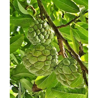 Buy Plant House Live Purple Custard Apple Fruit Plant, Sharifa Fruit ...