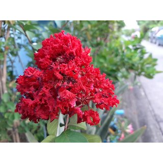 Buy Exotic Red Rocket Crape Myrtle Dwarf Lagerstroemia Red Flowering Shrubs Kalmi Plant Online ...