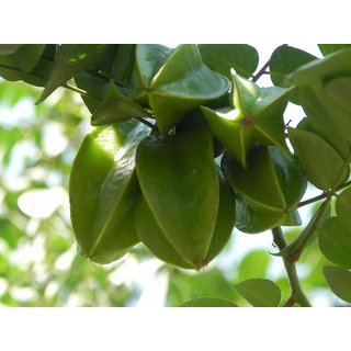 Buy Kapebonavista Karmal Kamrakh Carambola Neermaruthu karamanga Jarul ...