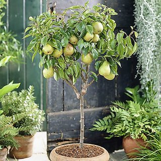 Buy ENORME 200Pcs Seeds Giant Red Pear Seeds Rarest Heirloom Super ...