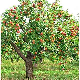 Buy Kapebonavista Anaar Kamphoi Dalimb Dalimba Madulai Pomegranate ...