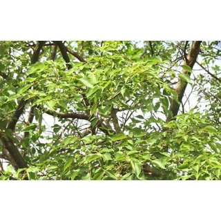 Buy Plantzoin Hill mango White gugula Commiphora caudata Gugula Live ...