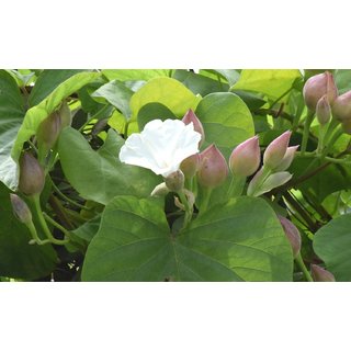 Buy Plantzoin Indian jalap Pitohri Operculina turpethum Tihudi Live ...