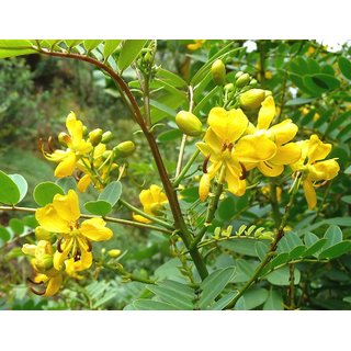 Buy Plantzoin Golden shower tree Amaltas Cassia fistula Sunaari Live Plant Online @ ₹595 from ...