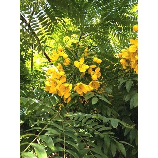 Buy Plantzoin Golden shower tree Amaltas Cassia fistula Sunaari Live Plant Online @ ₹595 from ...