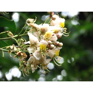 Buy Plantzoin Hiptage Madhavi lata Hiptage benghalensis Madhabilata ...