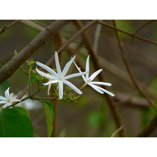 Buy white Kunda/ Downy Jasmine/ Star Jasmine Flower Plant Online @ ₹249 ...