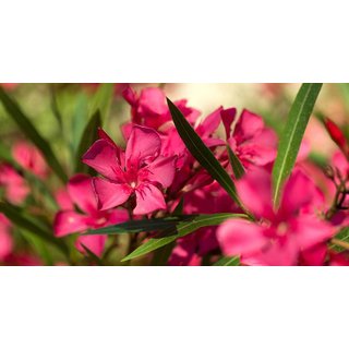 Buy Red karabi/red Nerium/ oleander flower/karabi flower plant Online ...