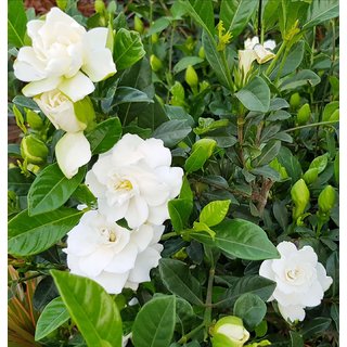 Buy Crepe Jasmine /double Chandni Flower/tagar/ 7 layer gundu mali ...