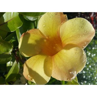 Buy golden allamanda/ orange allamanada/Thunbergia Erecta/ trumpet Vine ...