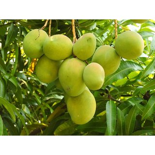 Buy Plant House Live Ramkela Mango/Aam Dwarf Grafted Fruit Plant Online ...