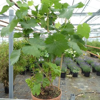 Buy DAIVISH Live Grape Dilkhush Fruit Plant For Gardening - Healthy ...