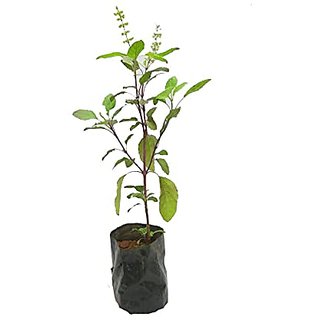 Buy New Patna Nursery Tulsi live plant Holy Tulsi Medicinal plant ...