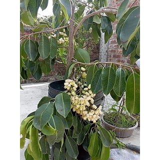 Buy Live White Jamun Grafted Fruit Plants Dwarf White jamun Plants ...