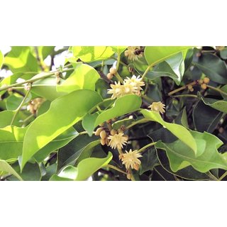 Buy Plantzoin Spanish cherry Maulsari Mimusops elengi Bakula Live Plant ...