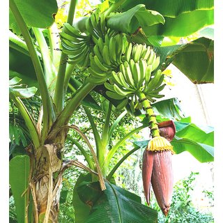 Buy Plantzoin Edible banana Kela Musa Paradisiaca Bantala Live Plant ...
