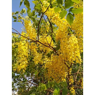 Buy Golden Shower Tree Amaltas, Purging Cassia, Indian laburnum, or Pudding-Pipe Tree Seeds ...