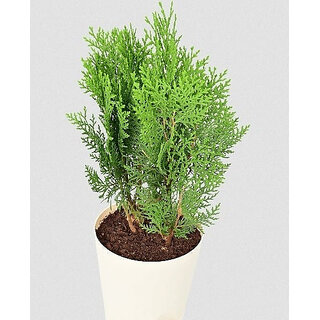 morpankhi coloring pages