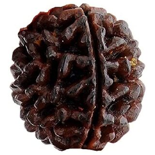 Buy Original 1 Mukhi Gol Dana Rudraksh One Face Round Rudraksha by Lab ...
