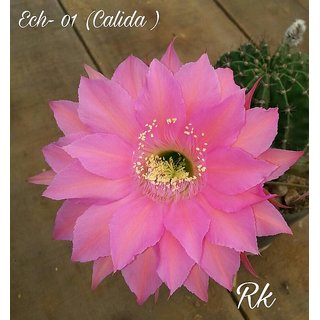 Buy Cactus Echinopsis Calida Live Plant Online @ ₹700 from ShopClues