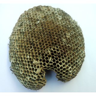 Buy yellow bee nest ( tattaiya ka chatta ) Online @ ₹619 from ShopClues